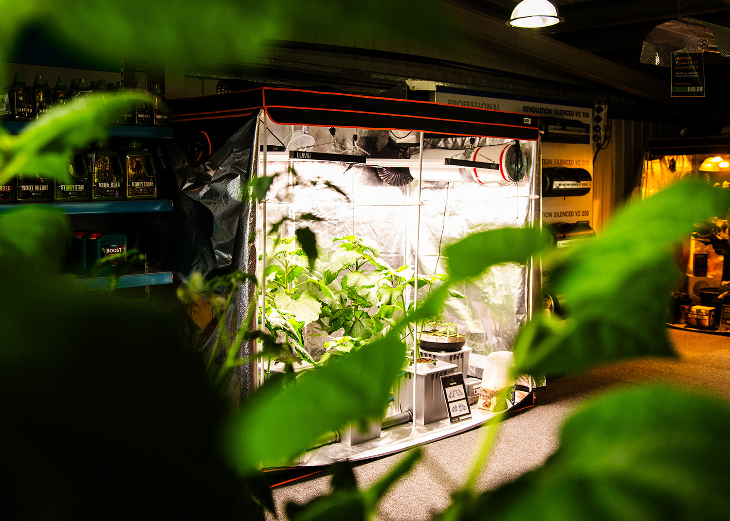 Setting Up A Grow Room: A Beginner’s Guide