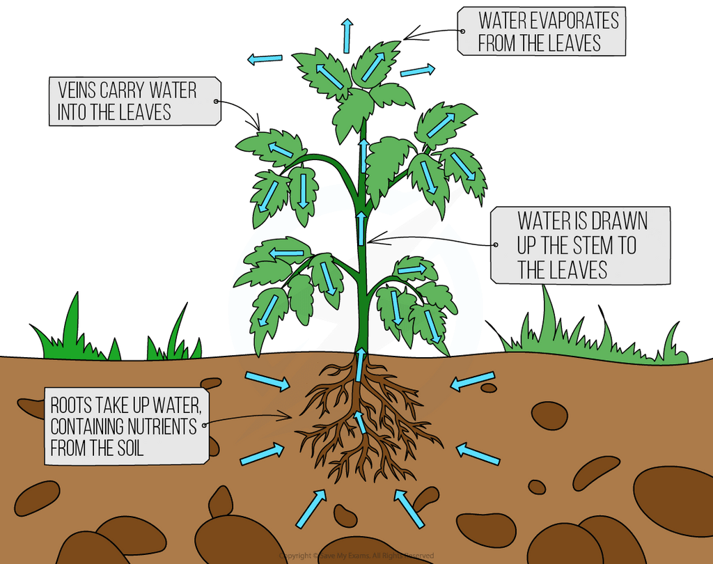 Plant Transpiration Diagram Transpiration Plant Organisation AQA