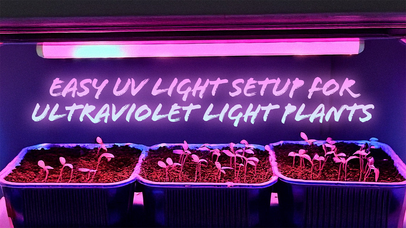 Easy UV Light Setup for Ultraviolet Light Plants