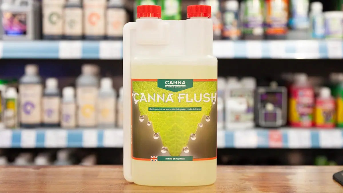 All about Flushing