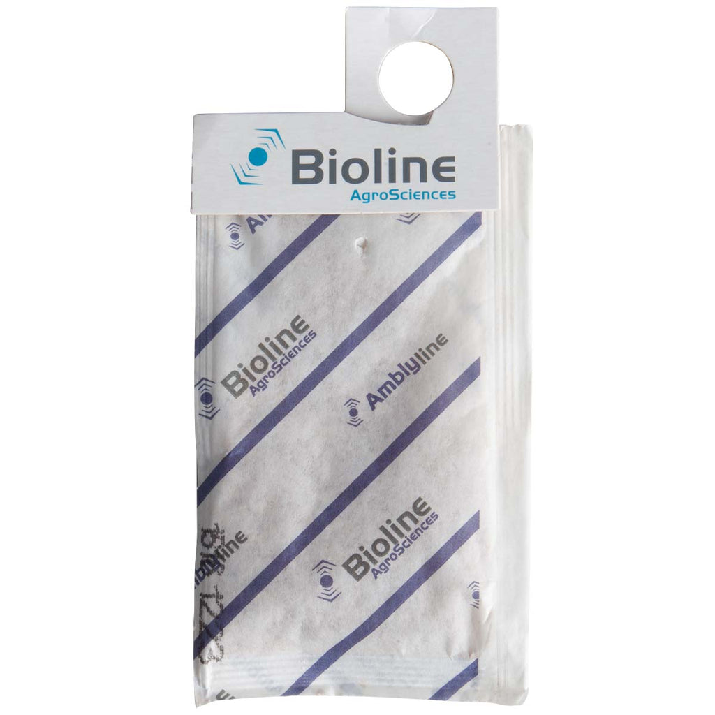 Amblyseius Cucumeris Thrip Predators