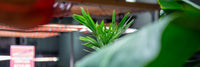 Hydroponics Shop UK: Hydroponics Grow Lights, Tents & Kits | One Stop
