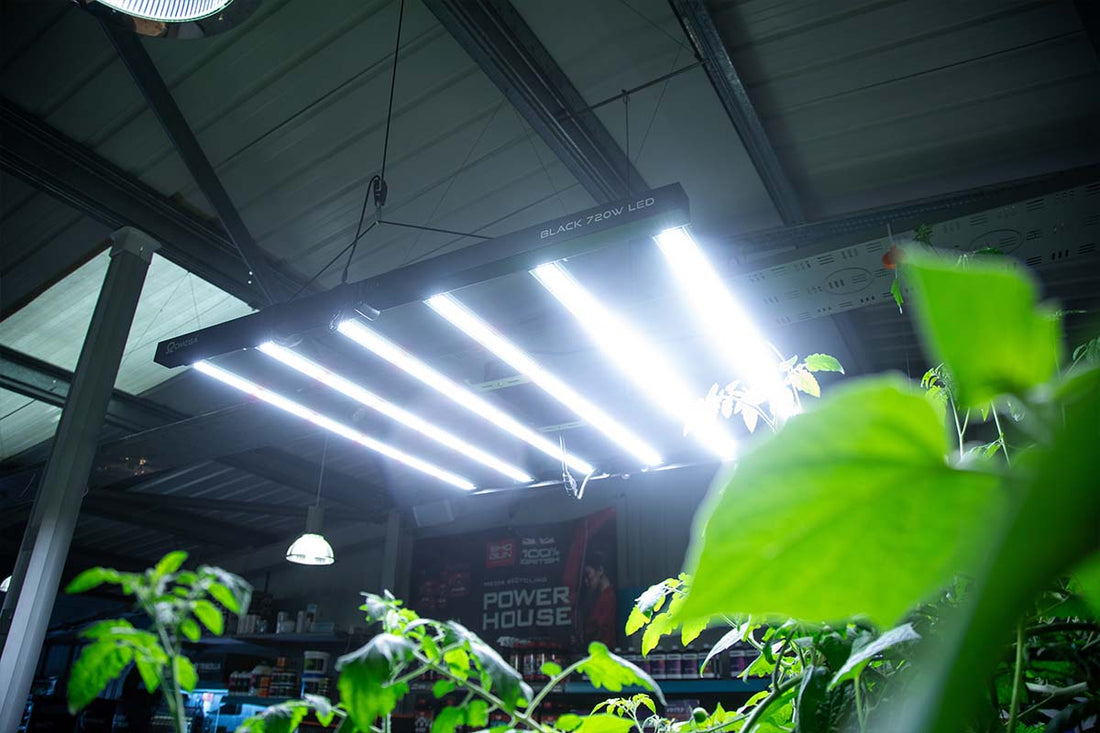 One Stop Grow Shop Stoke