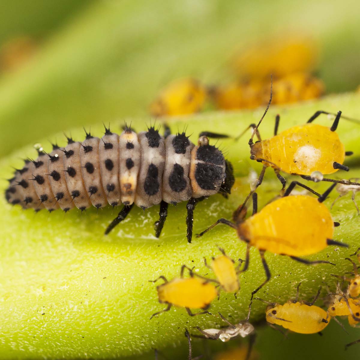 Ladybird Larvae - Adaline B (Adalia Bipunctata) Box of 250